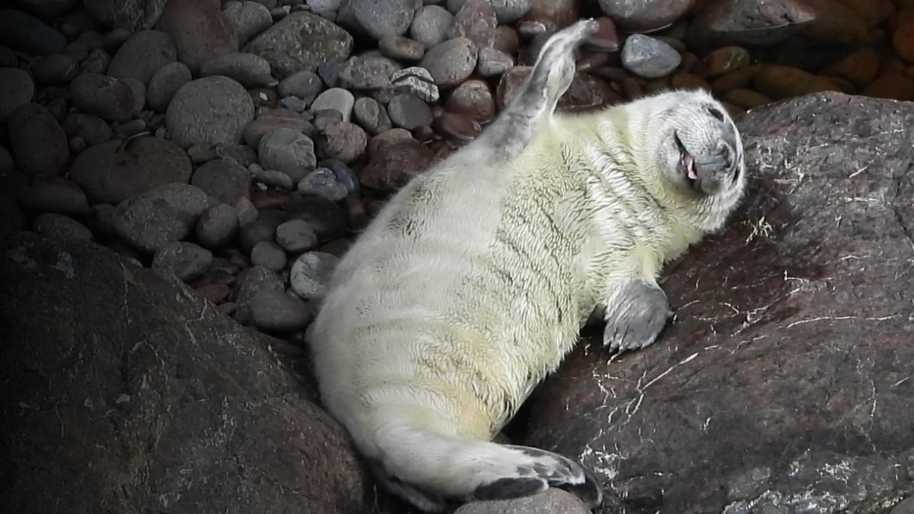 Visit the Cornish Seal Sanctuary, Gweek - JV's Cornwall