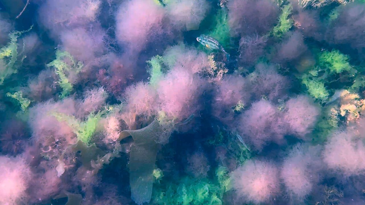Discover The Diverse Marine Life At Battery Rocks, Penzance, Cornwall ...