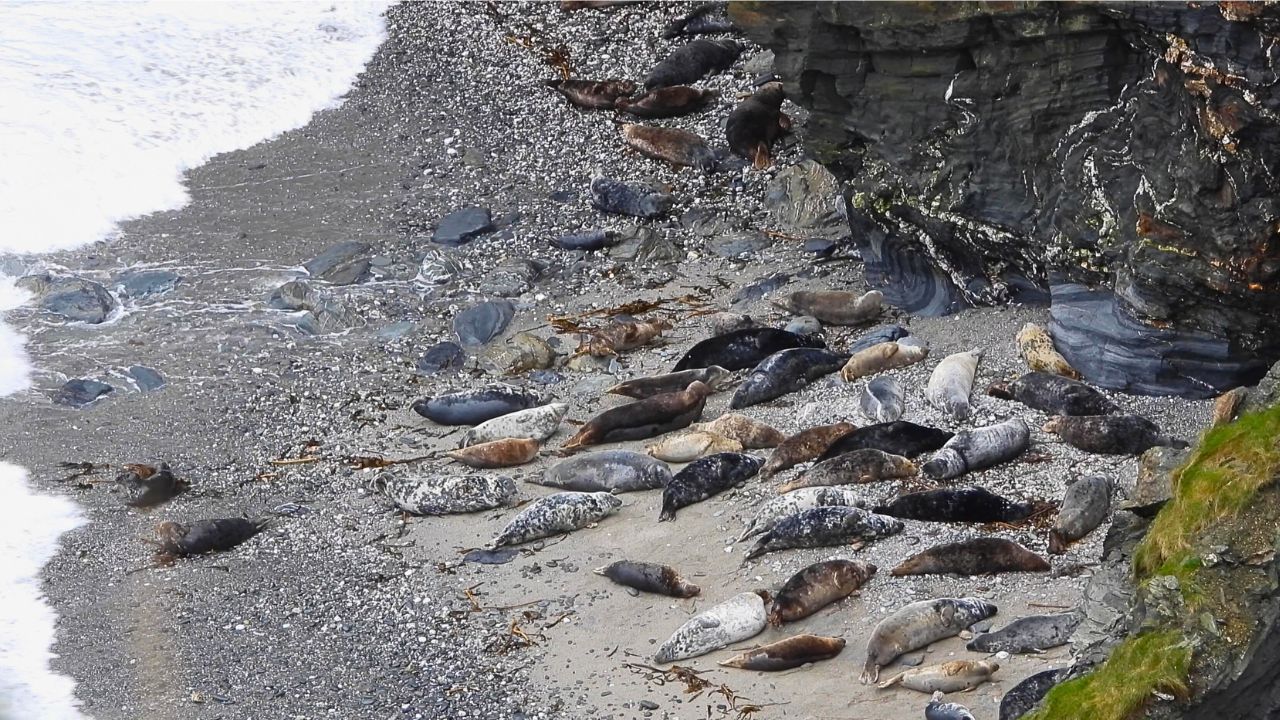 Visit the Cornish Seal Sanctuary, Gweek - JV's Cornwall