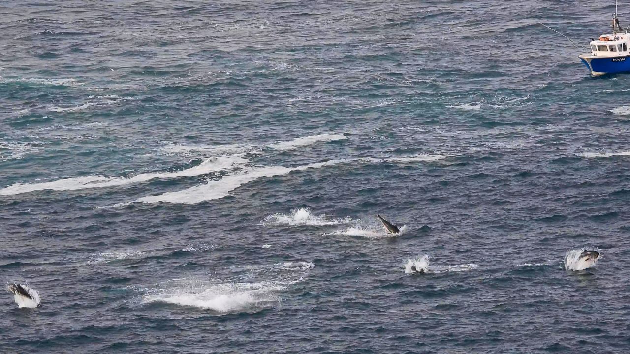 Bluefin Tuna Feeding Frenzy - Part 3, Lands End, Cornwall, UK - JV's ...